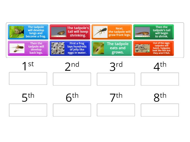Frog Life Cycle- 2nd grade - Rank order