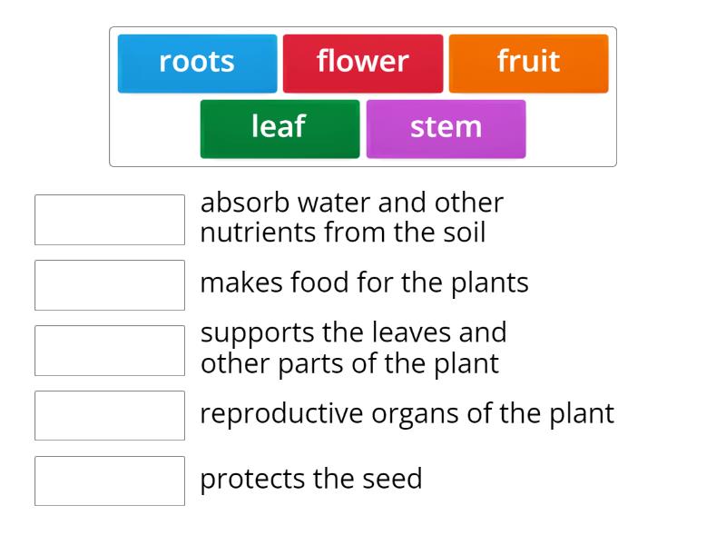 Parts of the Plants - Match up