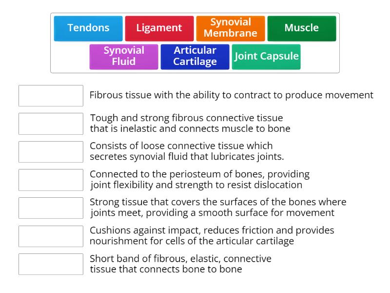 Synovial Joints Structures - Associação