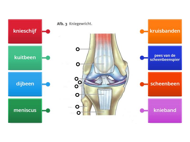 Kniegewricht - Labelled diagram