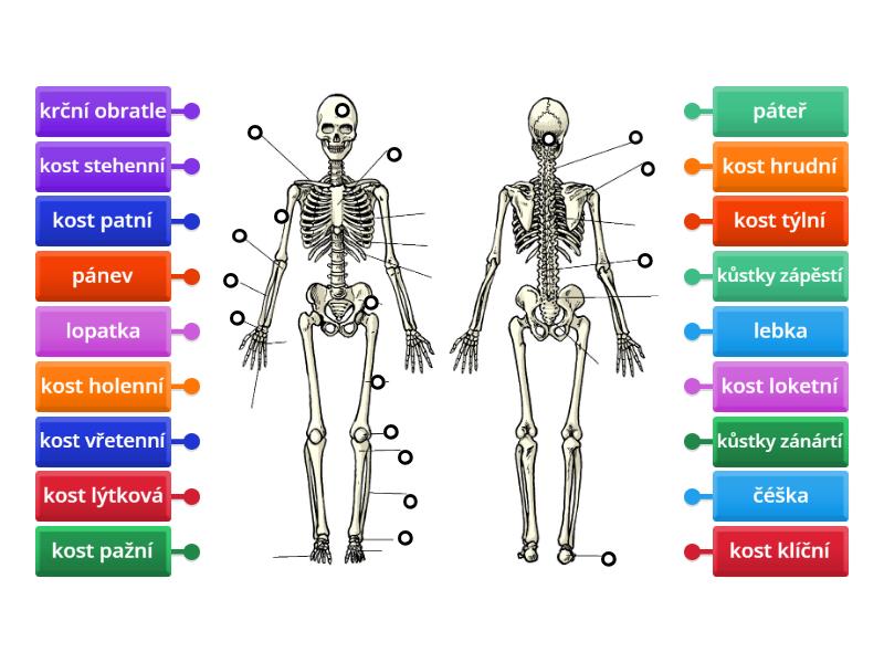 Popis kostry - Labelled diagram
