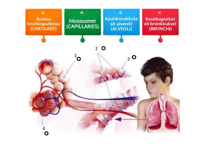 Hengityselimistö - Labelled diagram