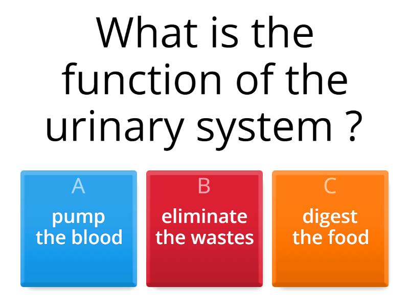urinary system - Quiz