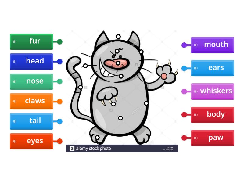 A cat body parts - Labelled diagram