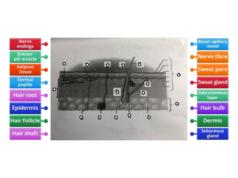 Skin structure revision - Labelled diagram
