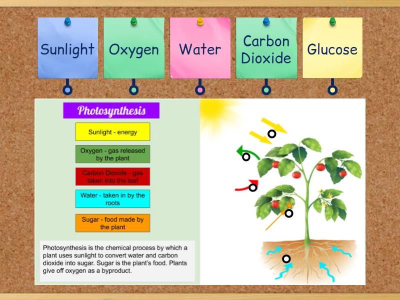 Photosynthesis - Labelled diagram