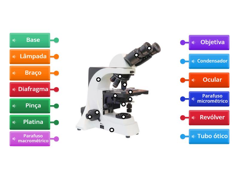 Constituição do microscópio ótico composto (M.O.C.) (adaptado ...