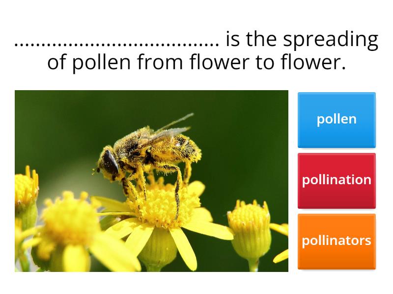 pollination - Quiz