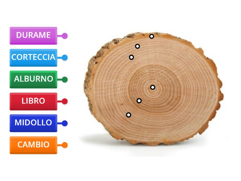 La struttura del fusto - Diagrama con etiquetas