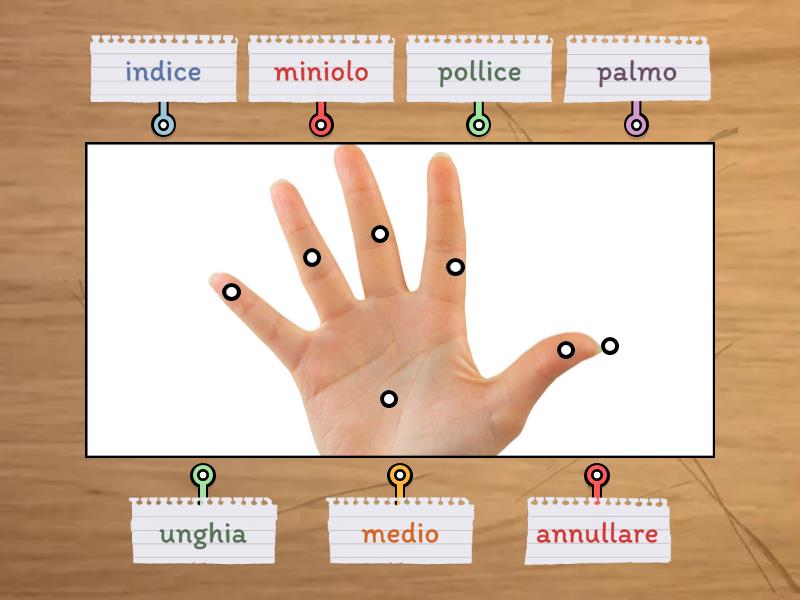 impariamo le parti della mano - Labelled diagram