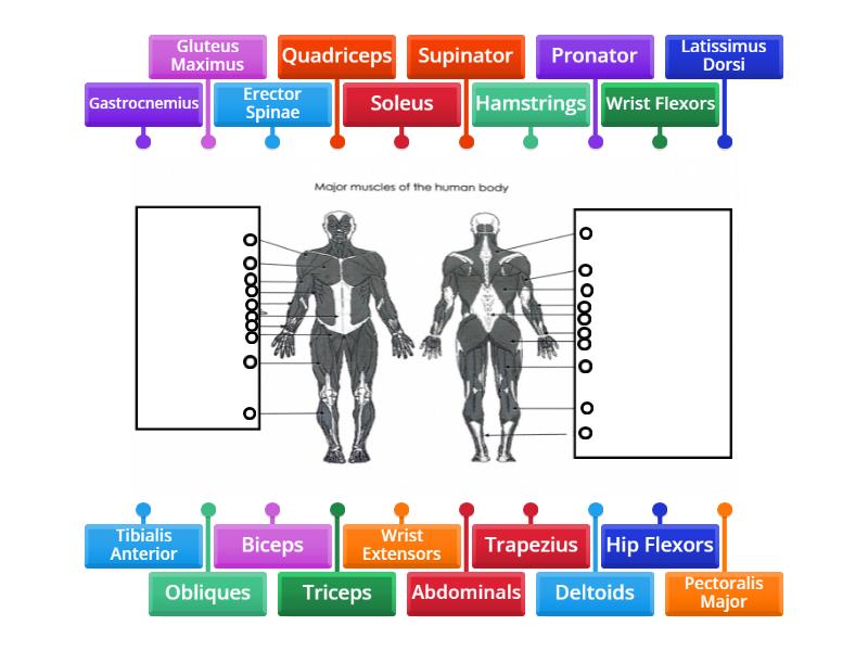 Major Skeletal Muscles - Labelled diagram
