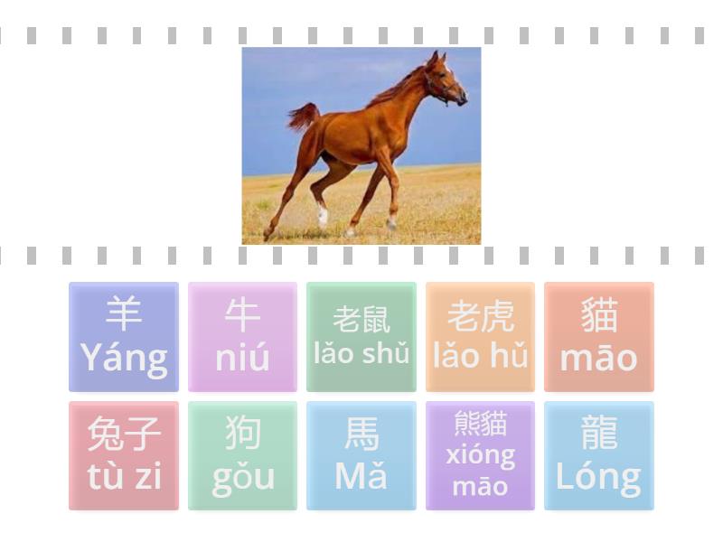 動物with pinyin - Find the match