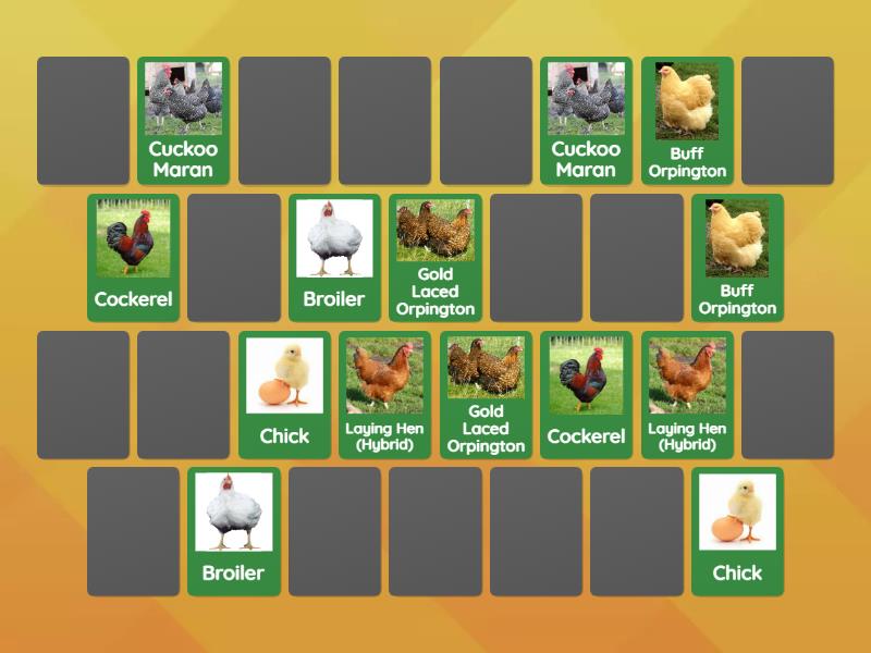 Chicken breeds matching pairs - Parejas