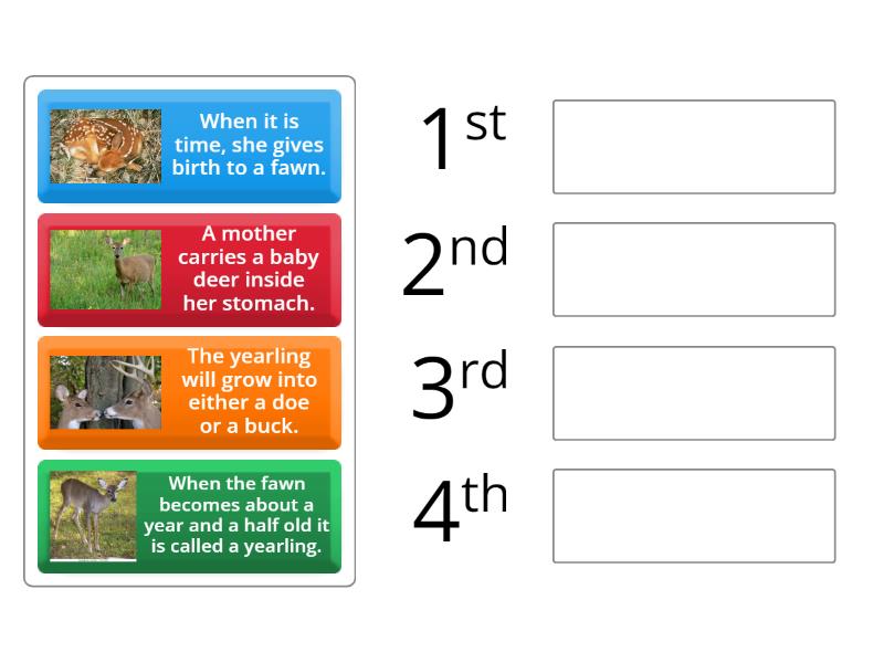 Deer Life Cycle - Rank order