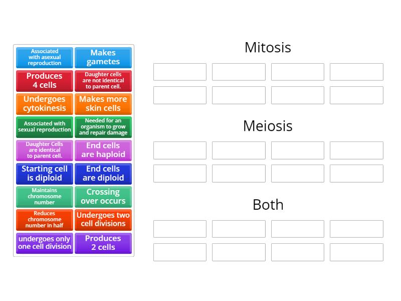 Compare and contrast mitosis and meiosis - Group sort
