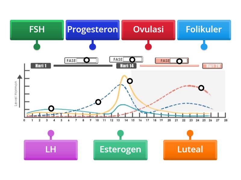 Siklus Menstruasi - Labelled diagram