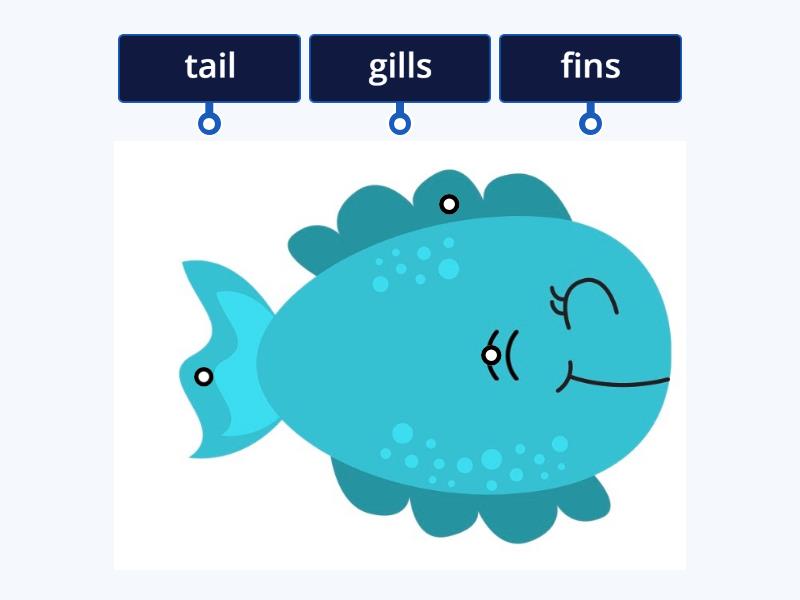 Parts of a fish - Labelled diagram