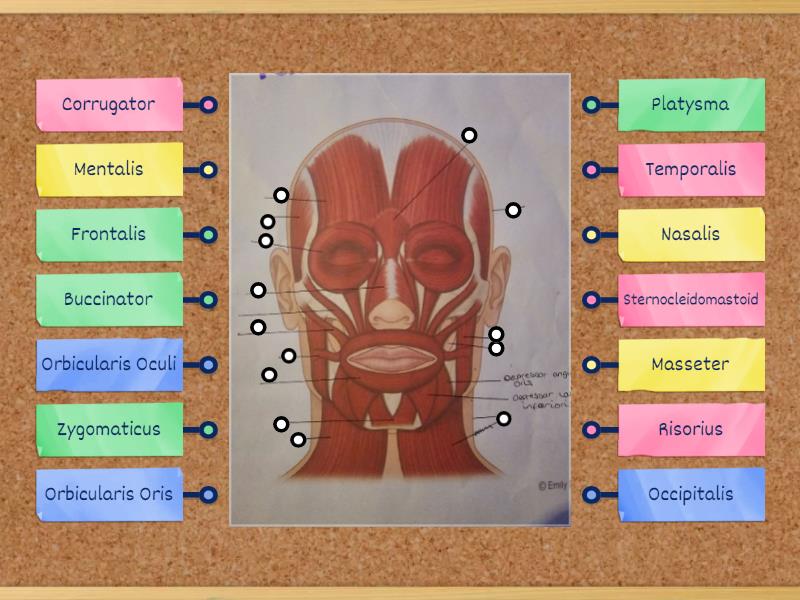 Facial Muscles - Labelled diagram