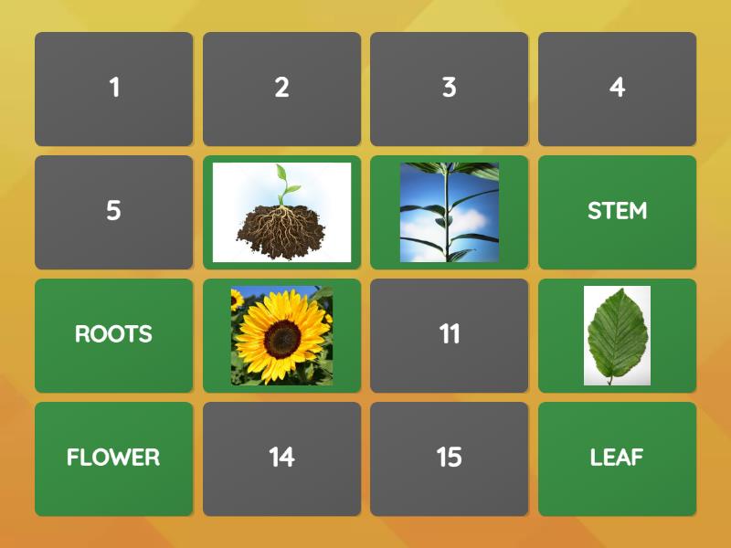 Parts of a Plant - Memory - Eşleşen çiftler