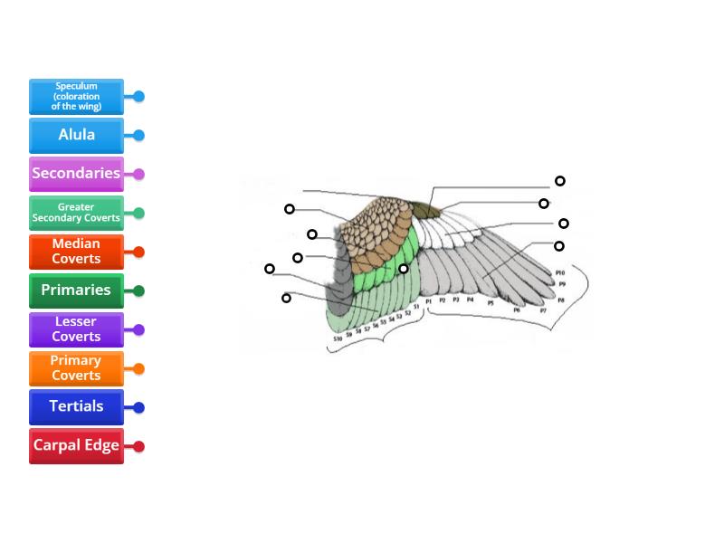 Duck Wing Anatomy - Labelled diagram