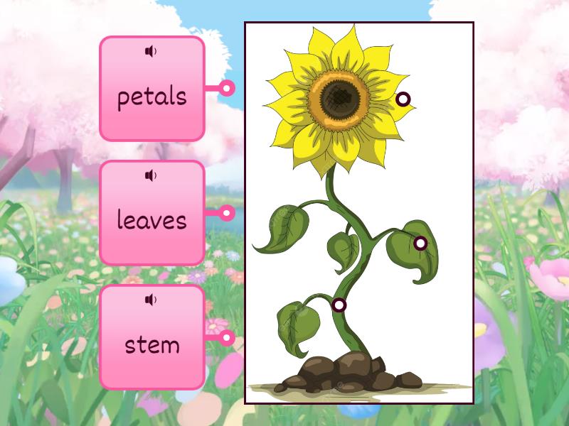 Label the plant - Labelled diagram