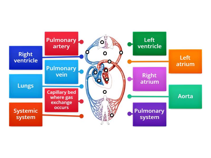 Cardiovascular system - Label the double circulatory system - Imagem ...
