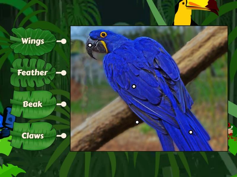 Parrot Anatomy Labelled Diagram