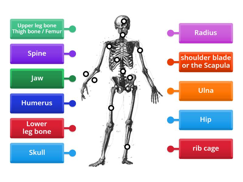 Skeleton : Name the parts of the bones - Labelled diagram