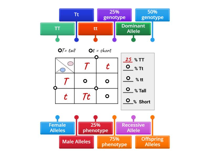 Punnett Squares Diagram - Labelled diagram