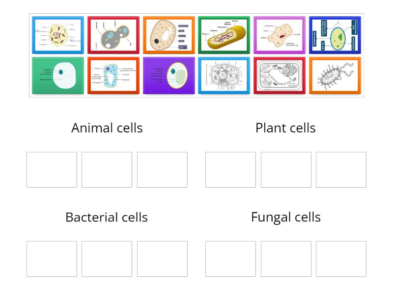 Cell Types Comparison - Group sort