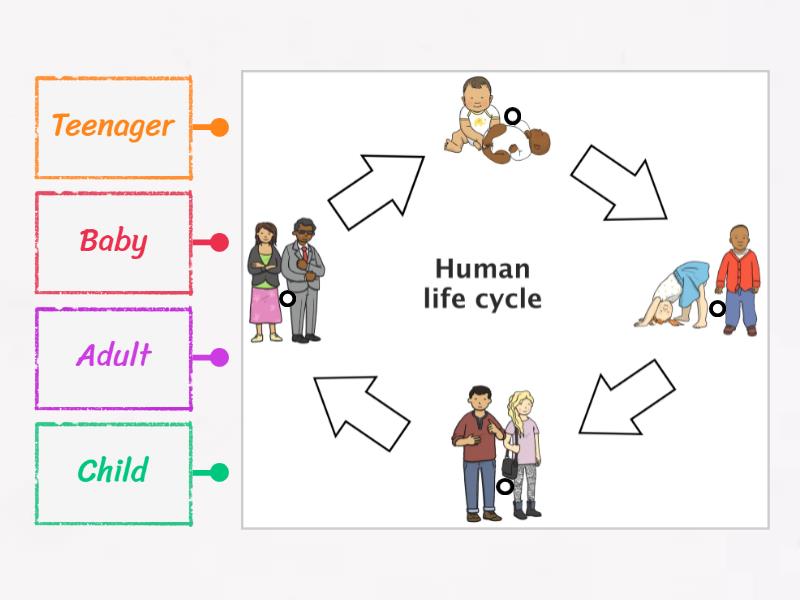 Human Life Cycle - Labelled diagram