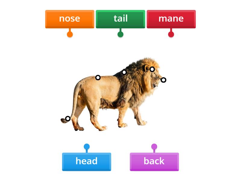 Parts of an animal - Labelled diagram