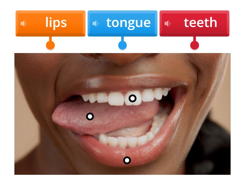 The mouth - Labelled diagram