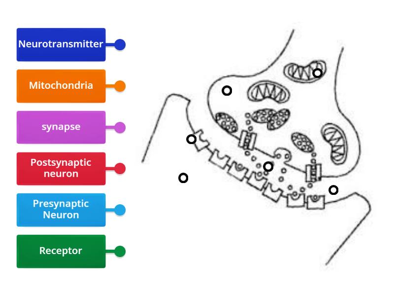 Close up neuron label - Labelled diagram