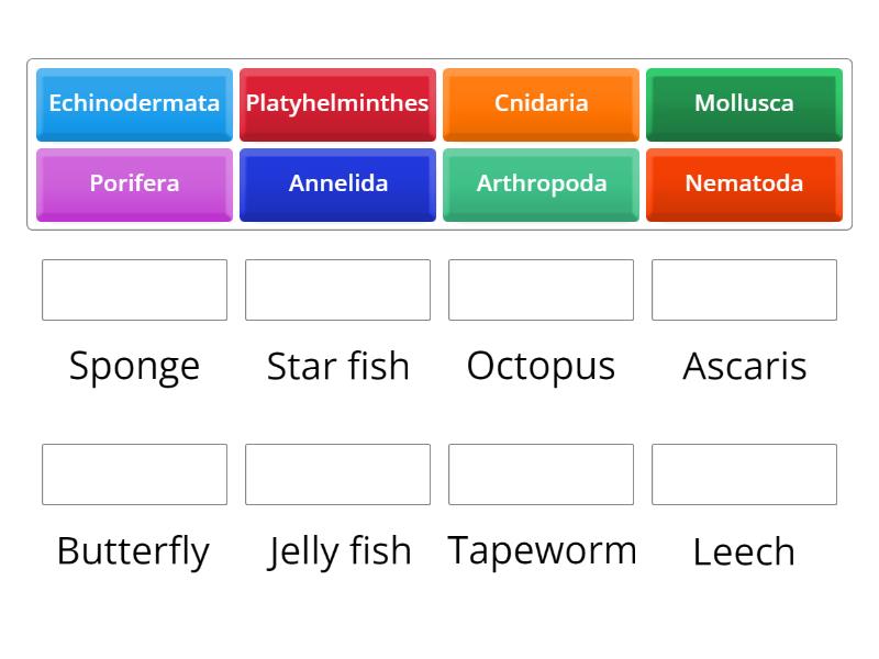 Match the Invertebrates - Match up