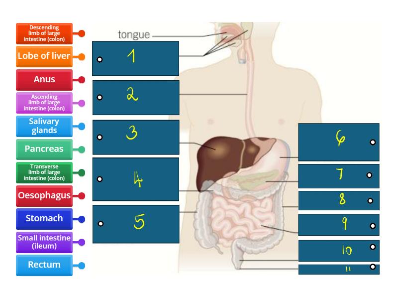 Digestive system A-Level - Labelled diagram