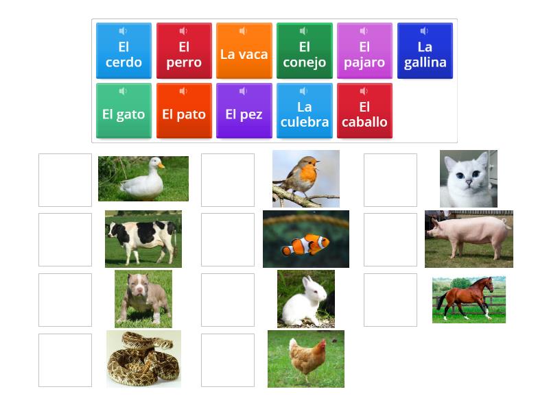 Match the animals / Los animales - Match up