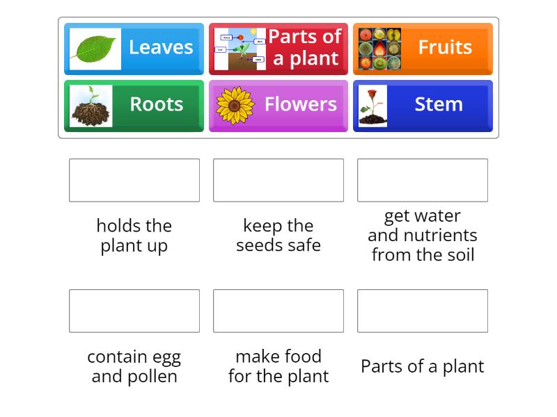 plant parts ... - Match up