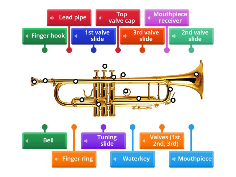 112-2 Trumpet Anatomy A - Labelled diagram