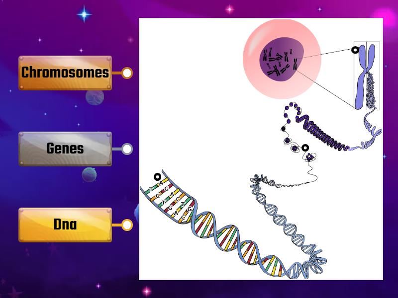 Label dna - Labelled diagram