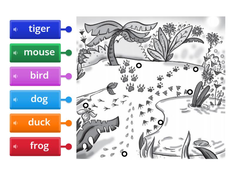 animals - Labelled diagram