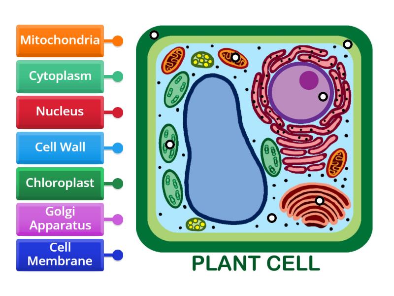 Plant Cell digram - Labelled diagram