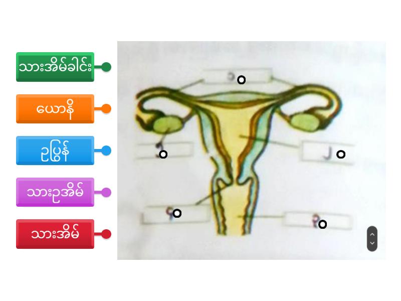 Female Reproductive System - Labelled diagram