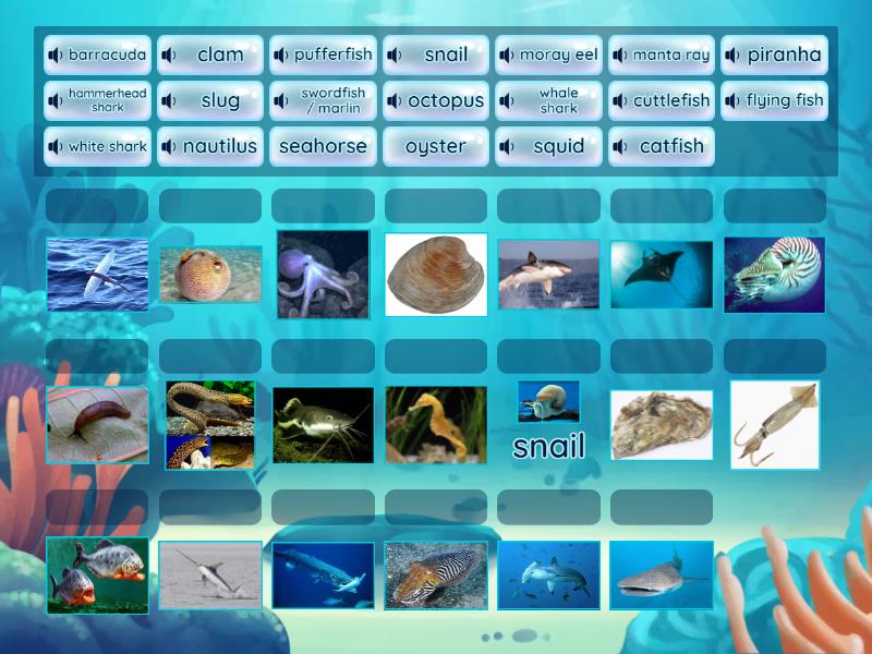 Fish / Mollusks / Cephalopods (page 45) - Match up