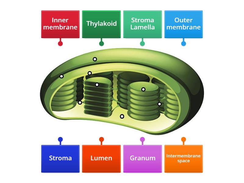 CHLOROPLAST - Labelled diagram