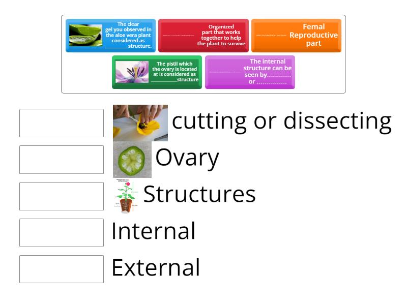 Internal Structure and Function of plant. - Match up