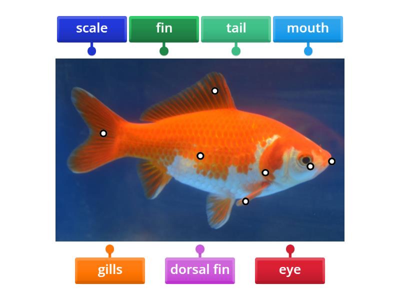 Fish - Labelled diagram