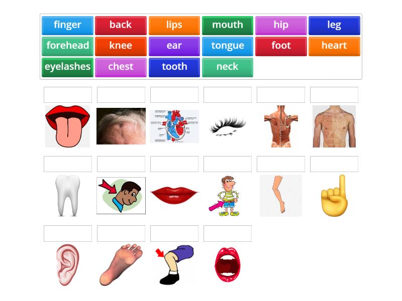 F2_U8_body parts - Match up