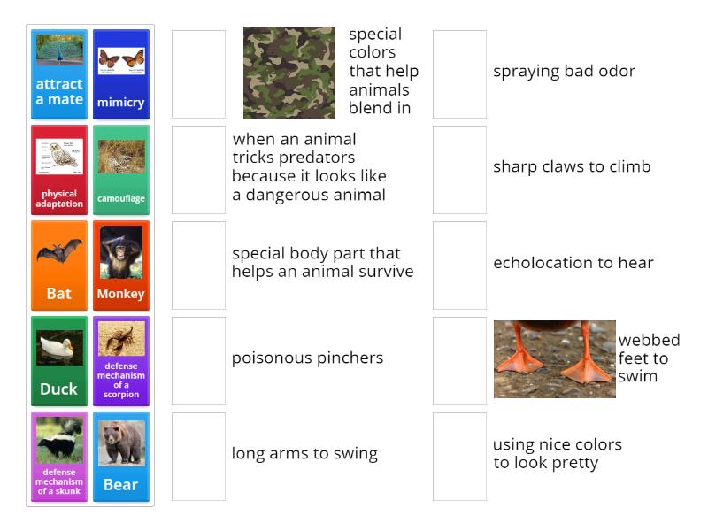 G3Wonders 35 Animal Adaptations - Match up