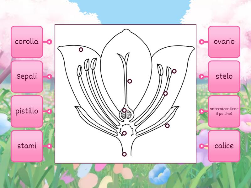 Le parti del fiore (classe 4^) Gloria - Labelled diagram